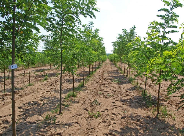 Plantations and tree breeding – an example from Hungary • Forest Monitor