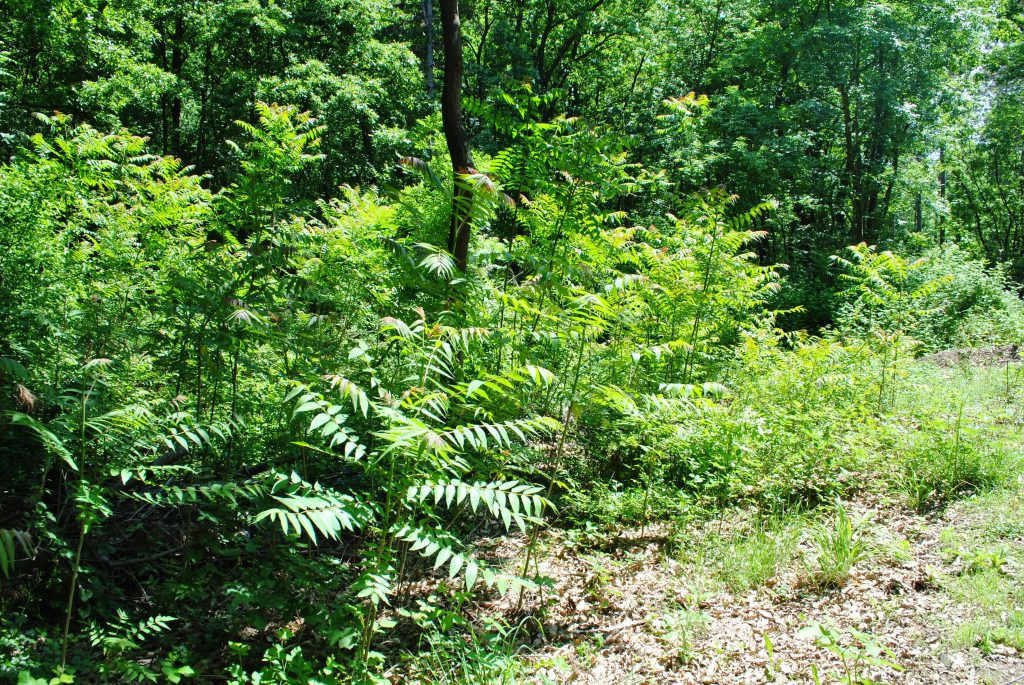 Aliens are coming! Threatening invasion or new opportunities from ...