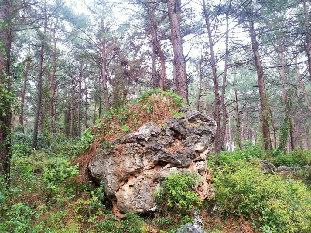 What do think you know about forests in Syria? • Forest Monitor