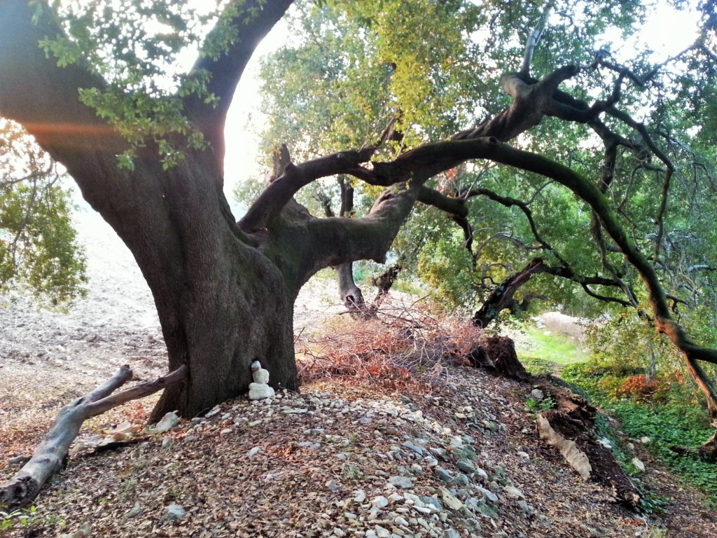 Appreciating the old growth trees • Forest Monitor