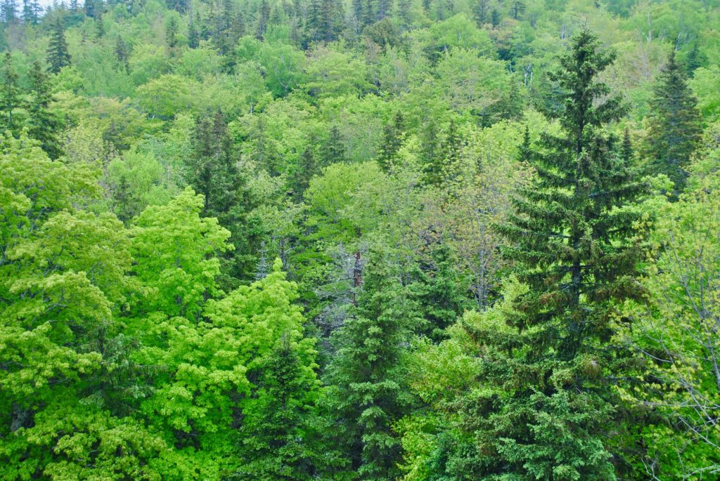 The symmetry of competition: a battle above or belowground?• Forest Monitor