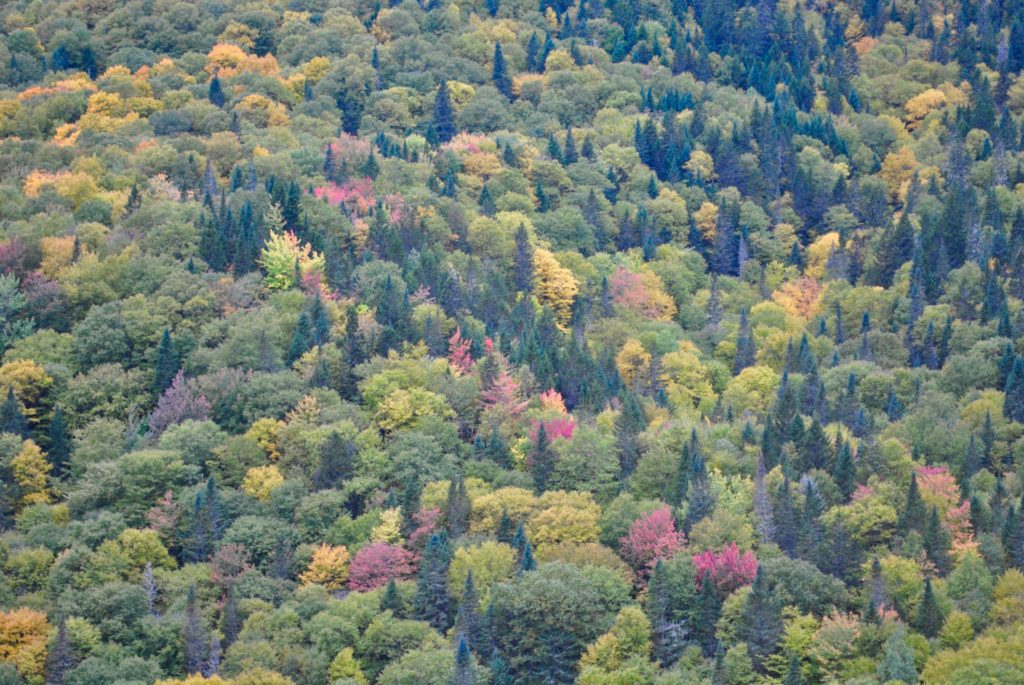 Forest landscapes as functional complex networks • Forest Monitor